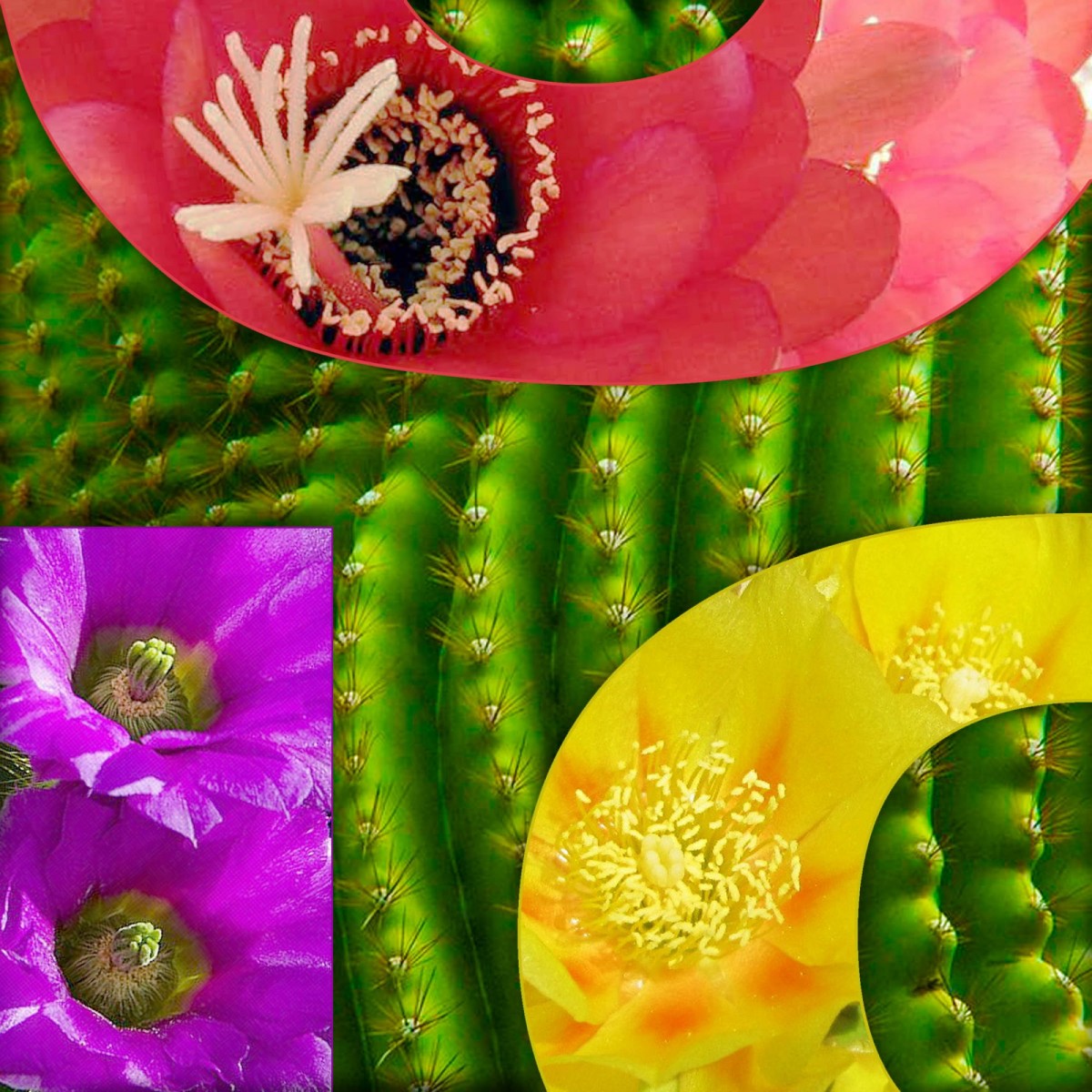 Design Incubator #12Color Theory - FFKR Architects